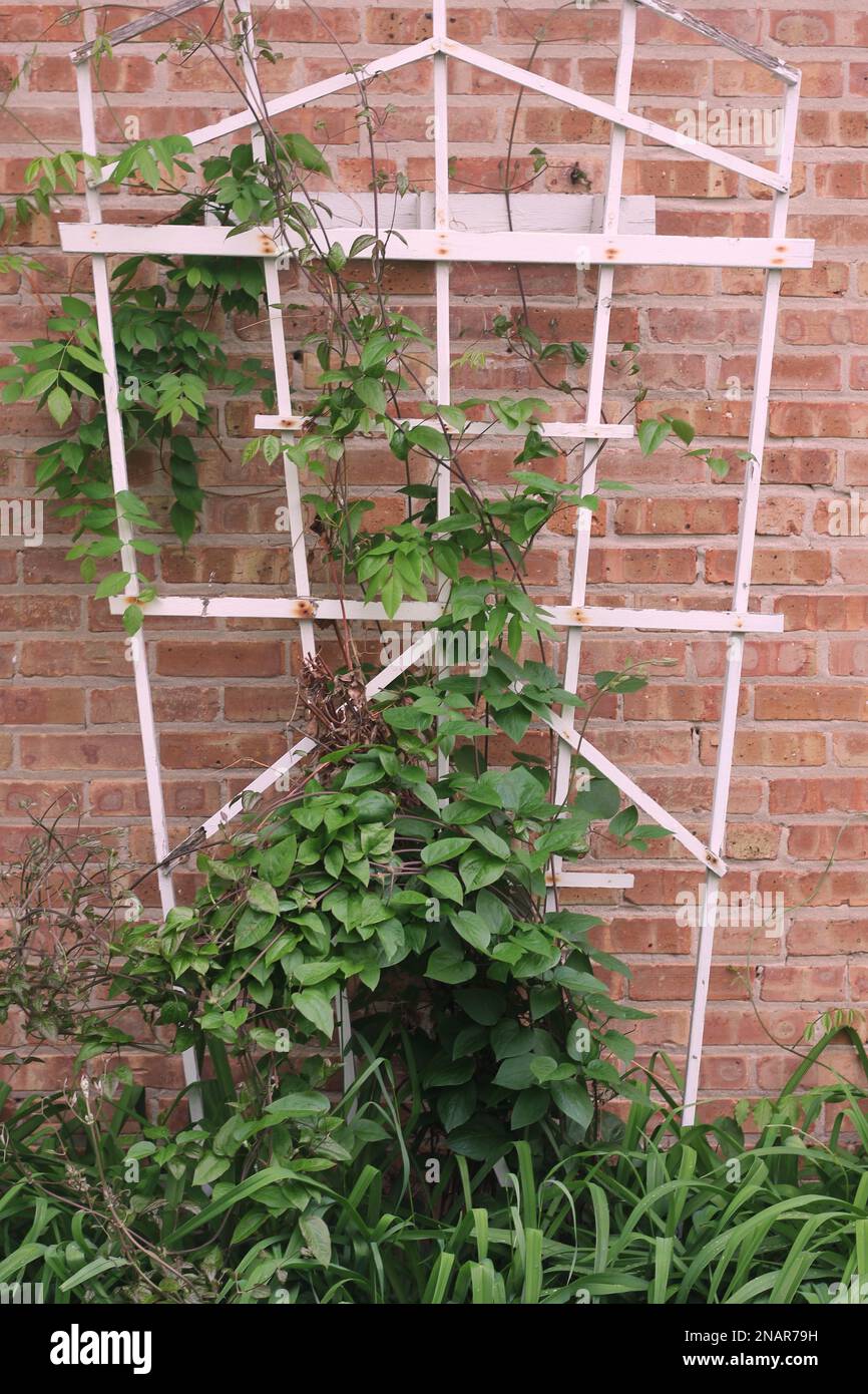 Typical wooden garden trellis growing along the brick wall Stock Photo ...