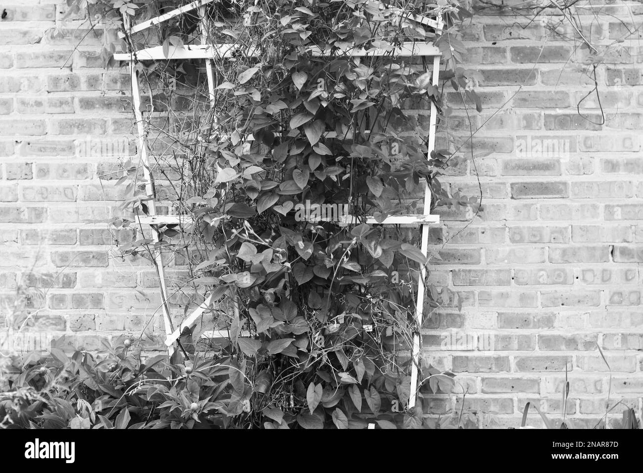 Typical wooden garden trellis growing along the brick wall in a black ...