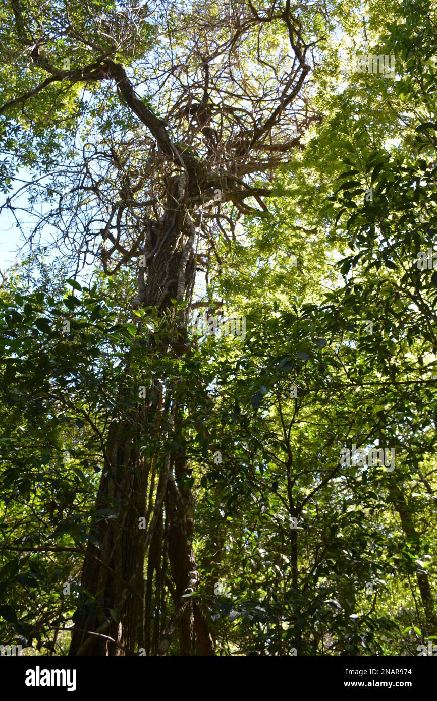 Rainforest canopy in Rincon National Park, Guanacaste, Costa Rica Stock ...