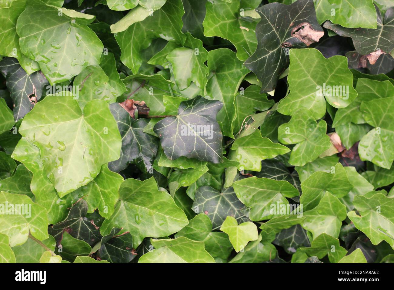 Typical common vine plants and leaves growing in the fields Stock Photo ...