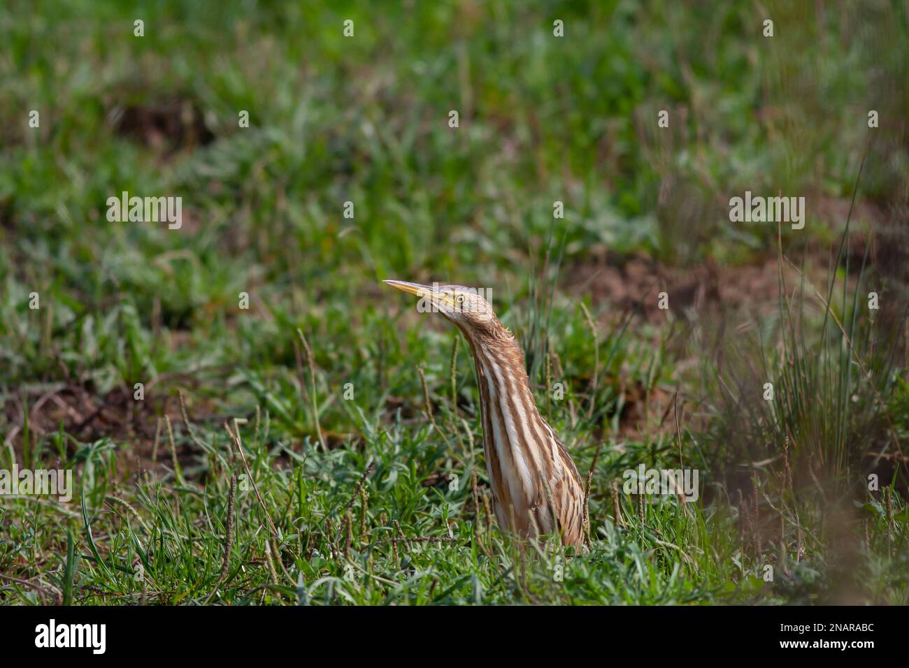 long-necked heron looking for food, Little Bittern, Ixobrychus minutus ...