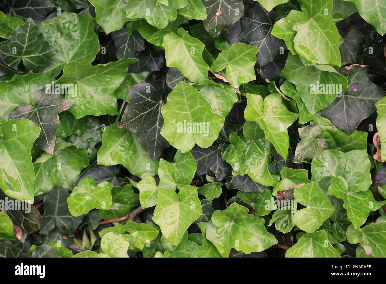 Typical common vine plants and leaves growing in the fields Stock Photo ...