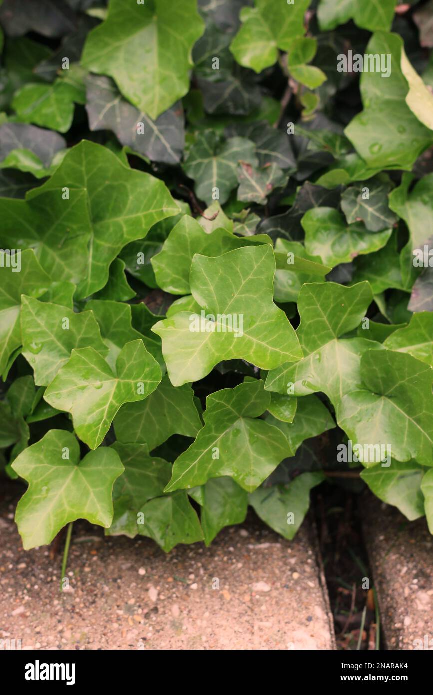 Typical common vine plants and leaves growing in the fields Stock Photo ...