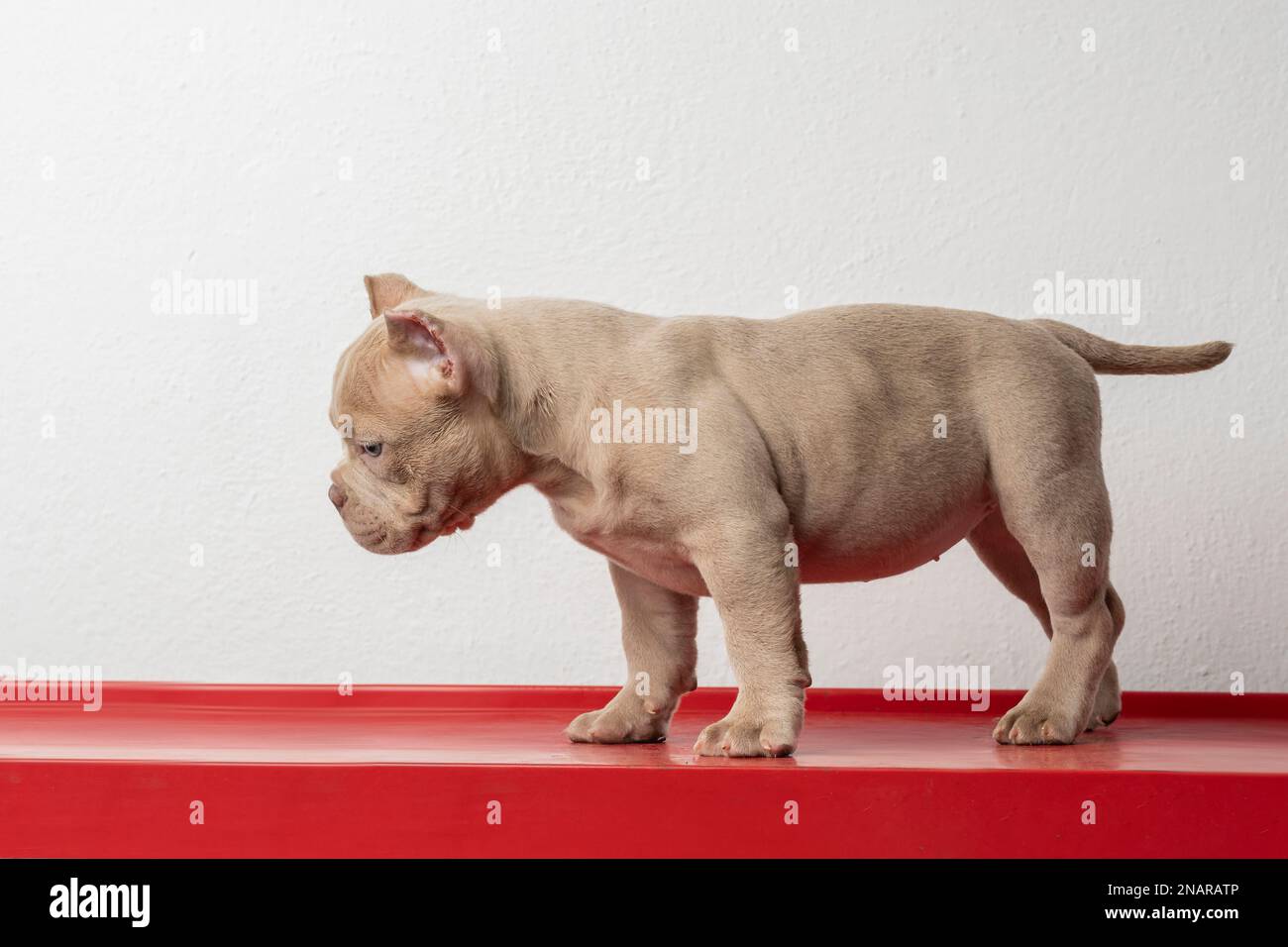 American bully puppy standing up, side view Stock Photo - Alamy