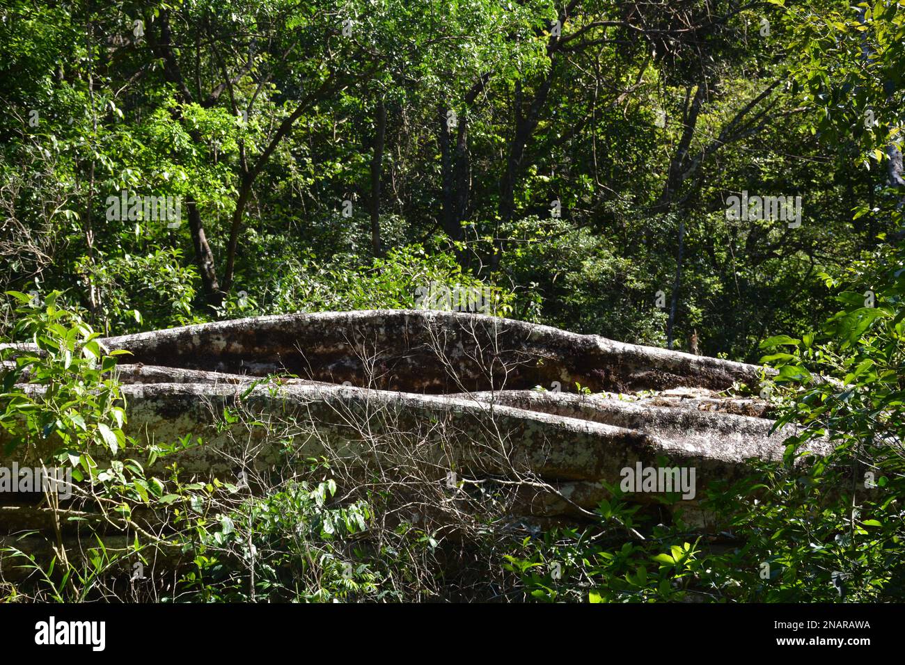Fallen tree in rainforest becoming a nurse log for new trees Stock ...