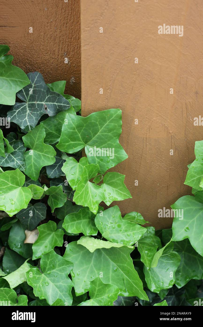 Typical common vine plants and leaves growing in the fields Stock Photo ...