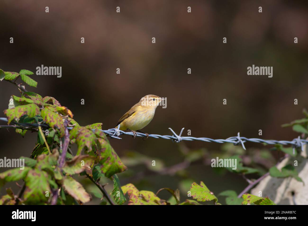 yellow bird looking around on wire in woodland, Common Chiffchaff ...
