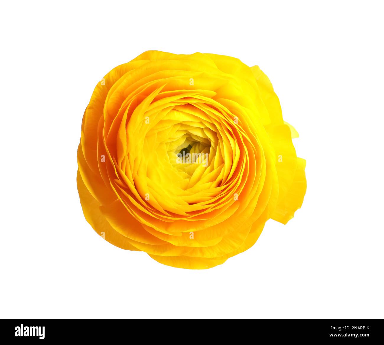 Beautiful fresh ranunculus flower on white background Stock Photo - Alamy
