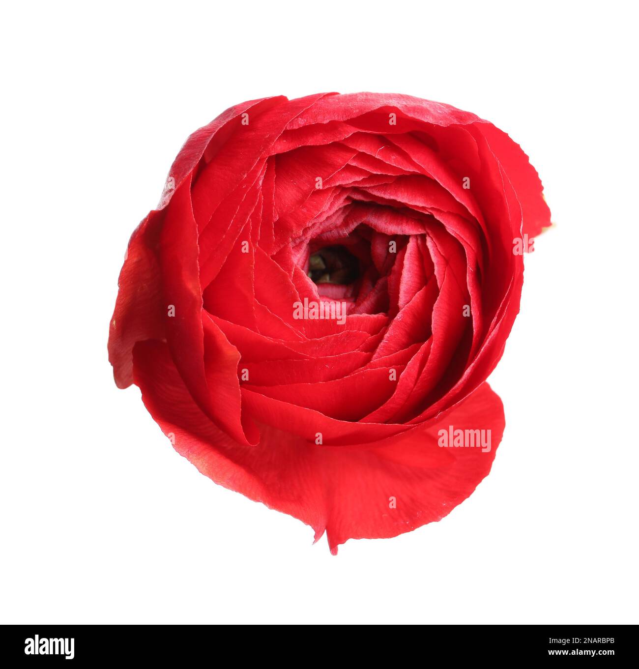 Vibrant red ranunculus flower hi-res stock photography and images - Alamy