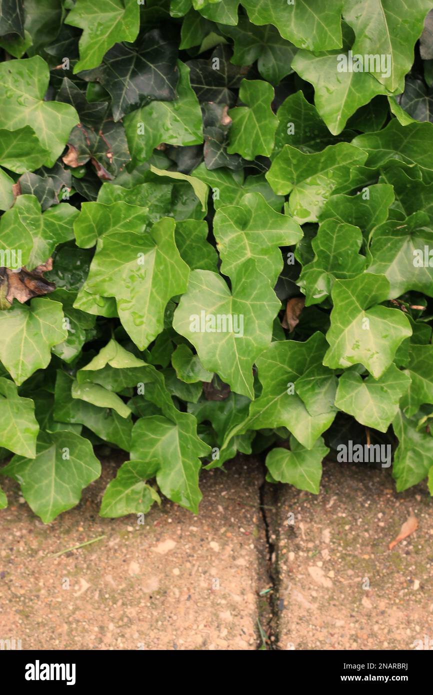 Typical common vine plants and leaves growing in the fields Stock Photo ...