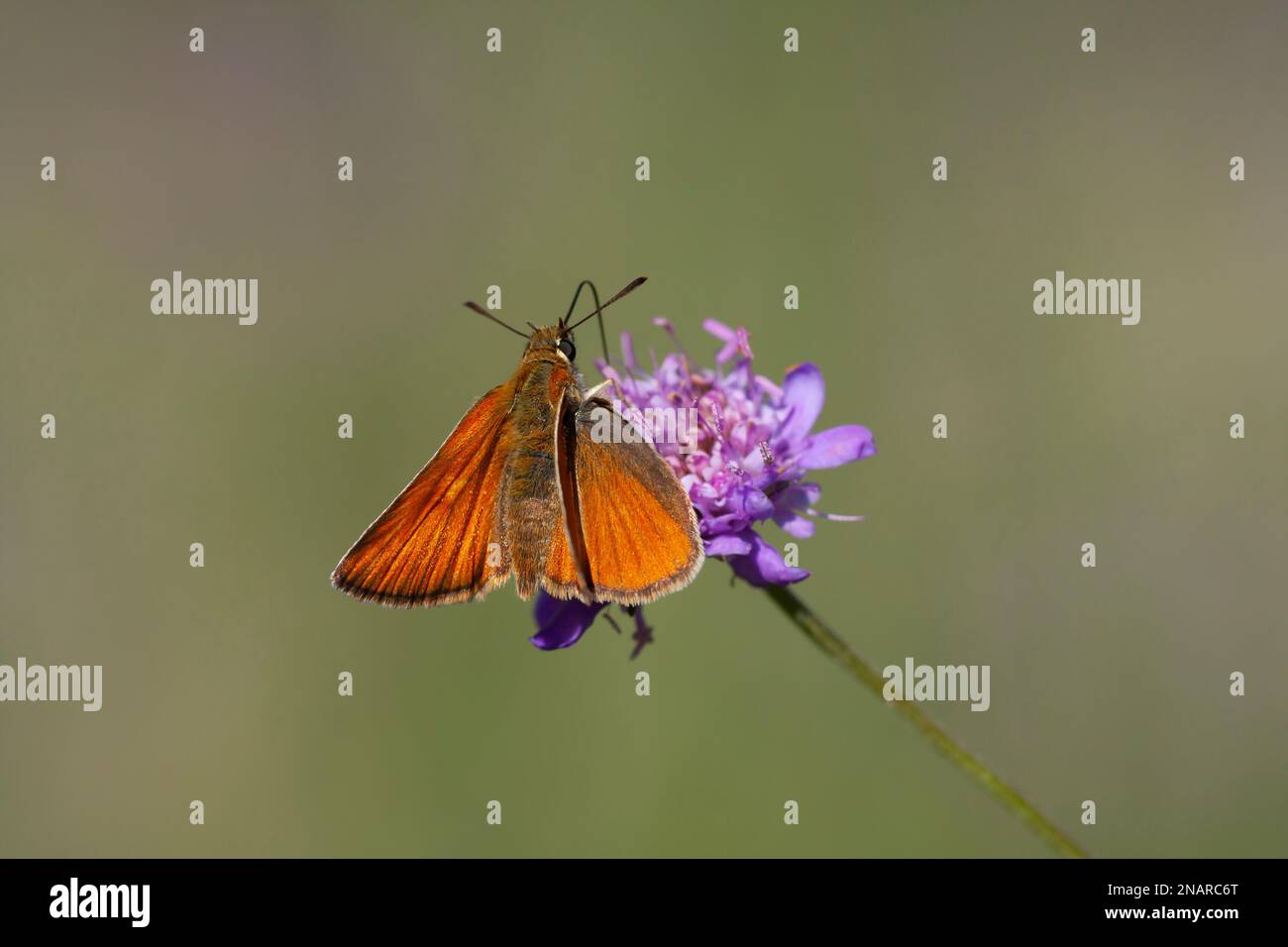 tiny orange butterfly feeding on Scabiosa columbaria (Scabies) plant ...