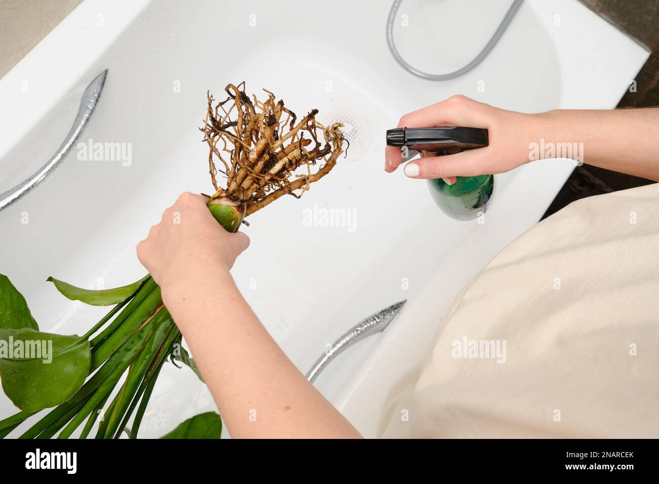 Strelitzia nicolai indoor hi-res stock photography and images - Alamy