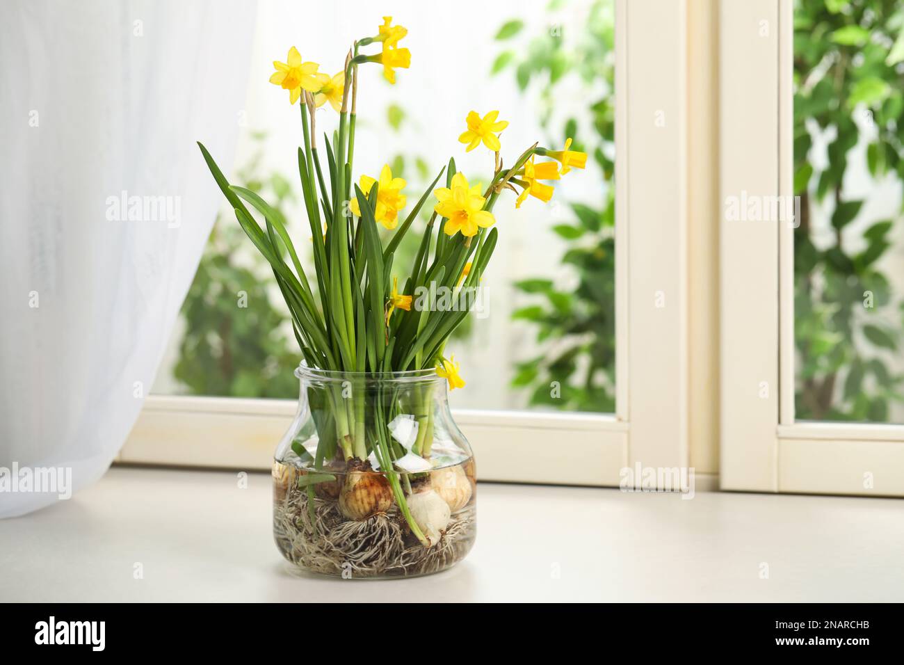 Beautiful narcissus flowers with bulbs in glassware on window sill ...