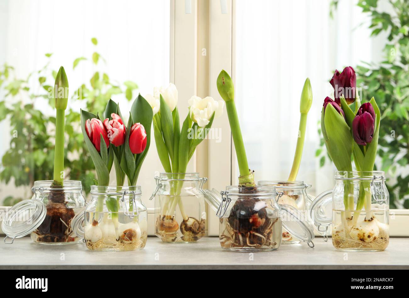 Different beautiful spring flowers in glassware on window sill Stock ...