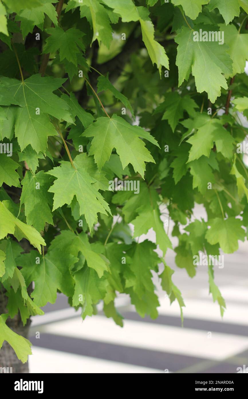 Bright green maple tree leaves growing on the branches Stock Photo - Alamy