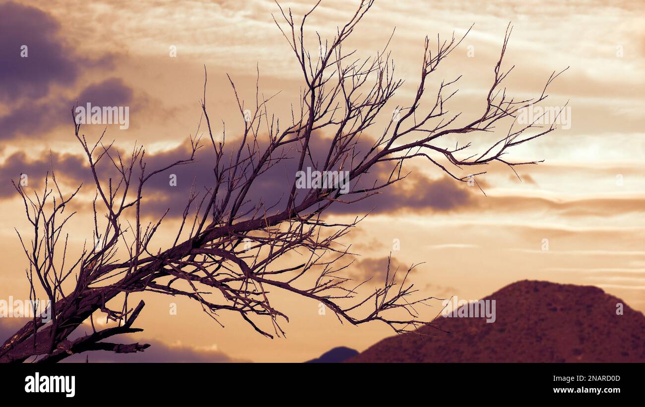 backlit tree branch backlit sunrise Stock Photo - Alamy