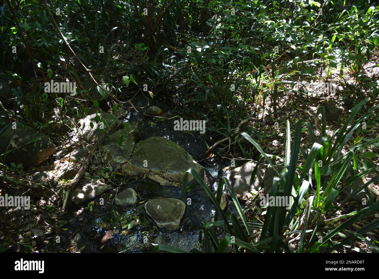 Jungle floor hi-res stock photography and images - Alamy