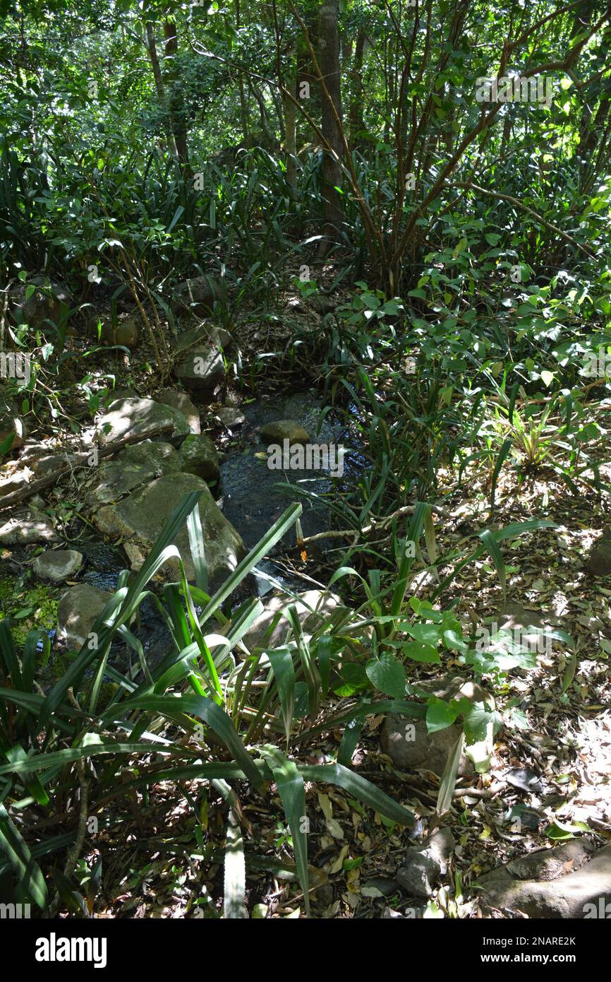 Jungle floor hi-res stock photography and images - Alamy