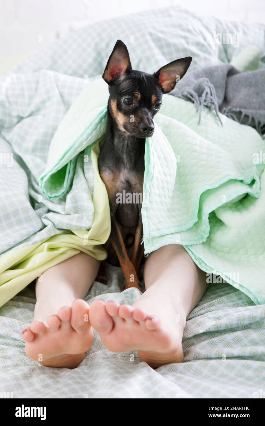 Good morning. Small dog in bed Stock Photo - Alamy