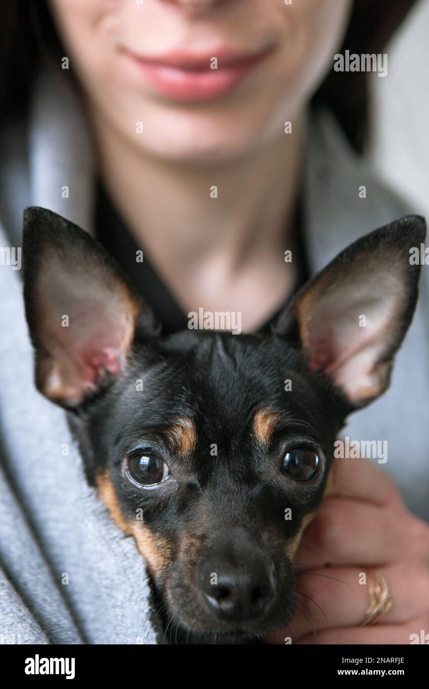 Dogs face closeup with loving owner on backdrop Stock Photo - Alamy