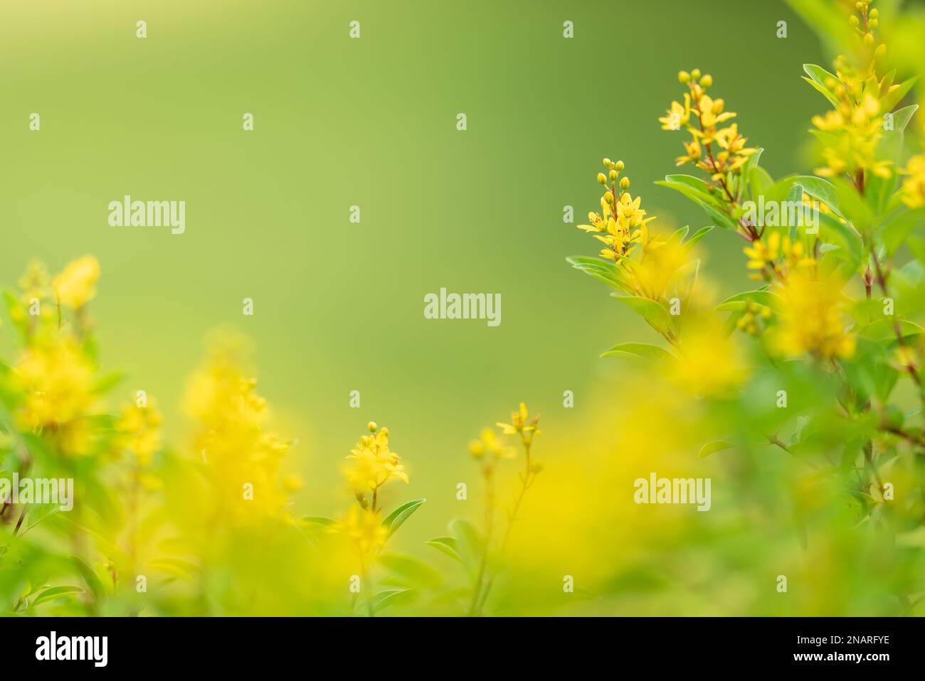 Closeup of mini yellow flower on blurred gereen background under ...
