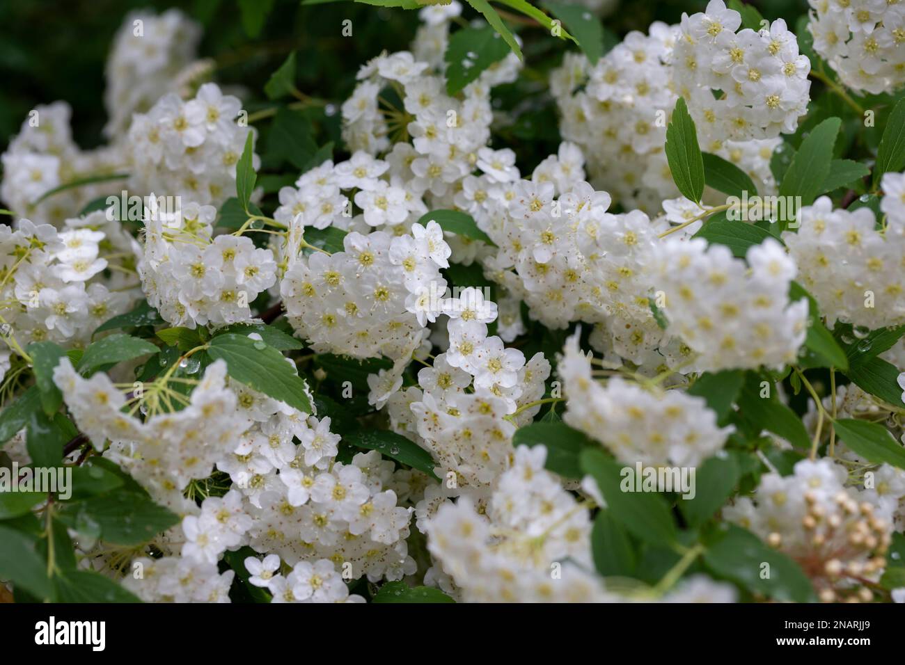 Germander bush hi-res stock photography and images - Alamy