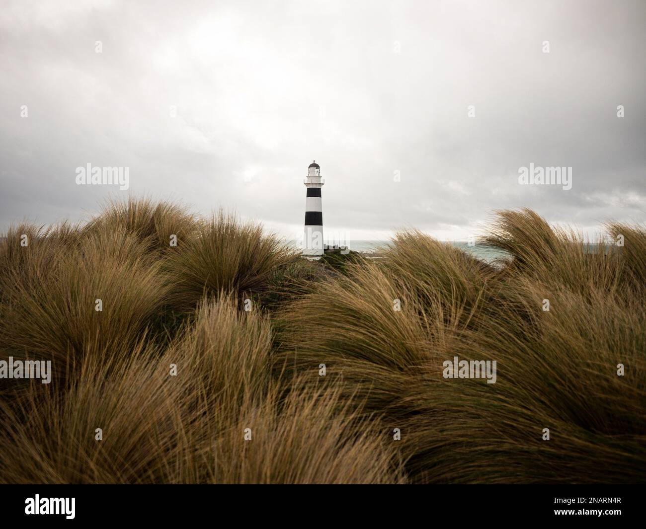 Tussock grass landscape panorama view of black and white Cape Campbell ...