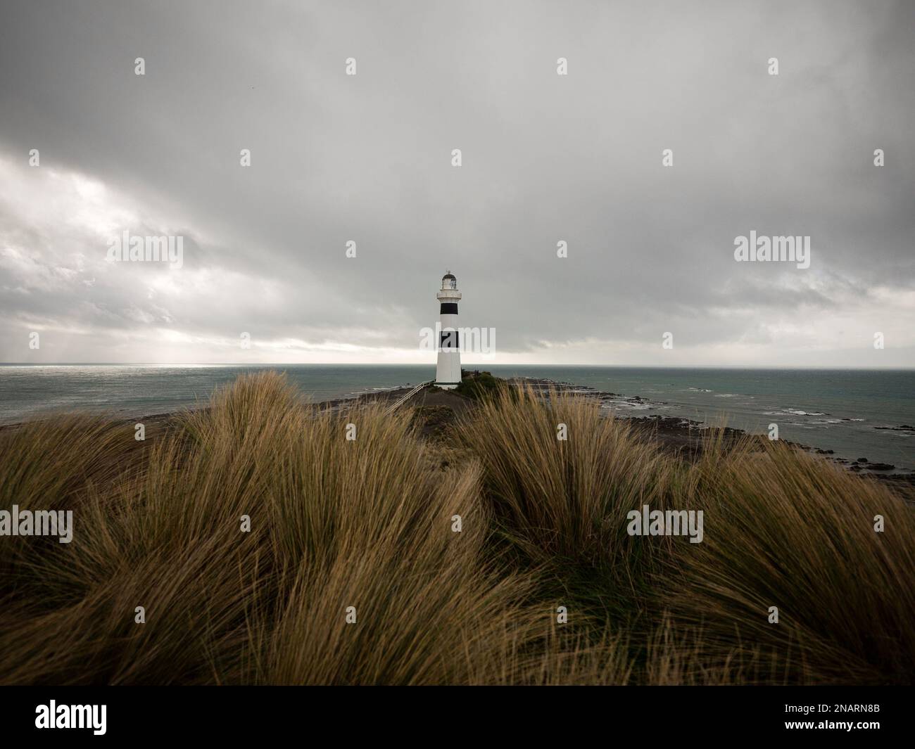 Tussock grass landscape panorama view of black and white Cape Campbell ...