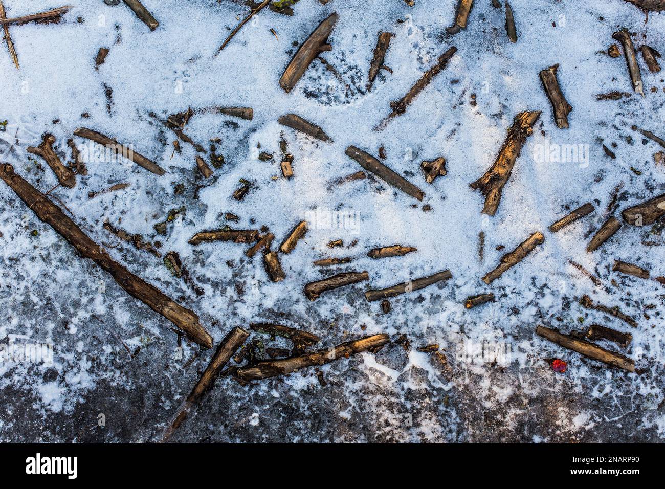 Wooden sticks froze into the snow. The first snow on the frozen ground ...
