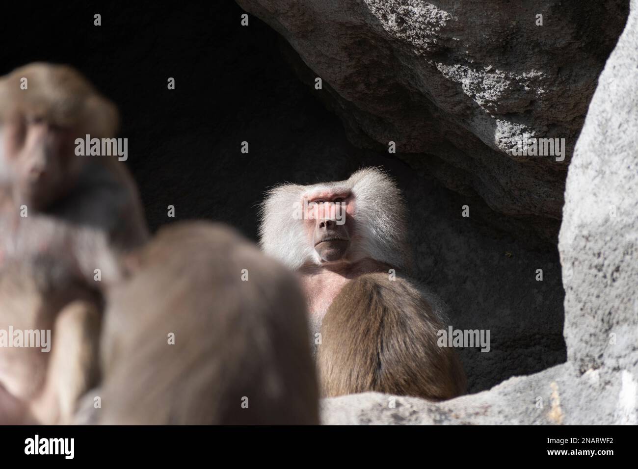 Baboons in Budapest, Zoo Stock Photo - Alamy