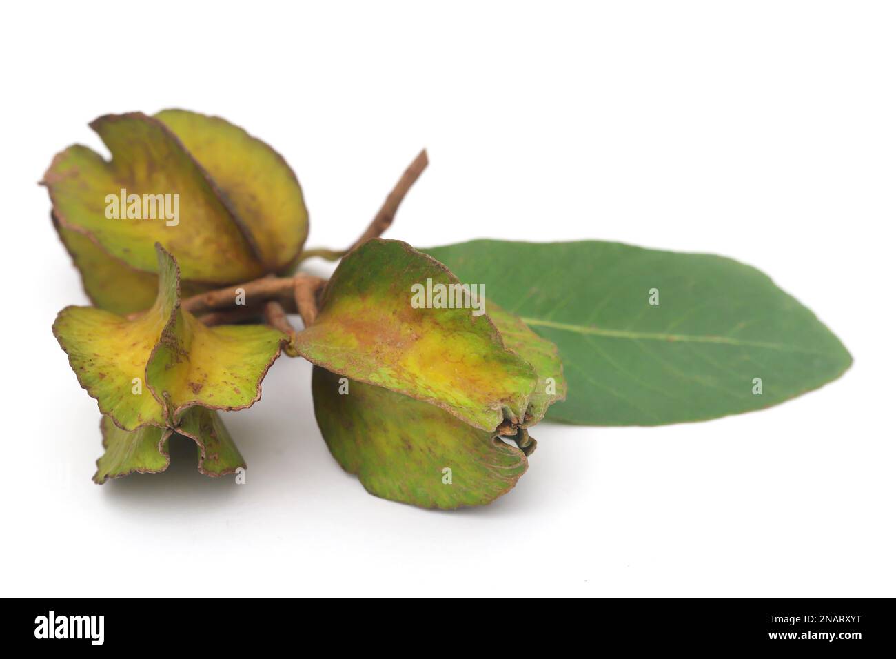 Arjun tree hi-res stock photography and images - Alamy