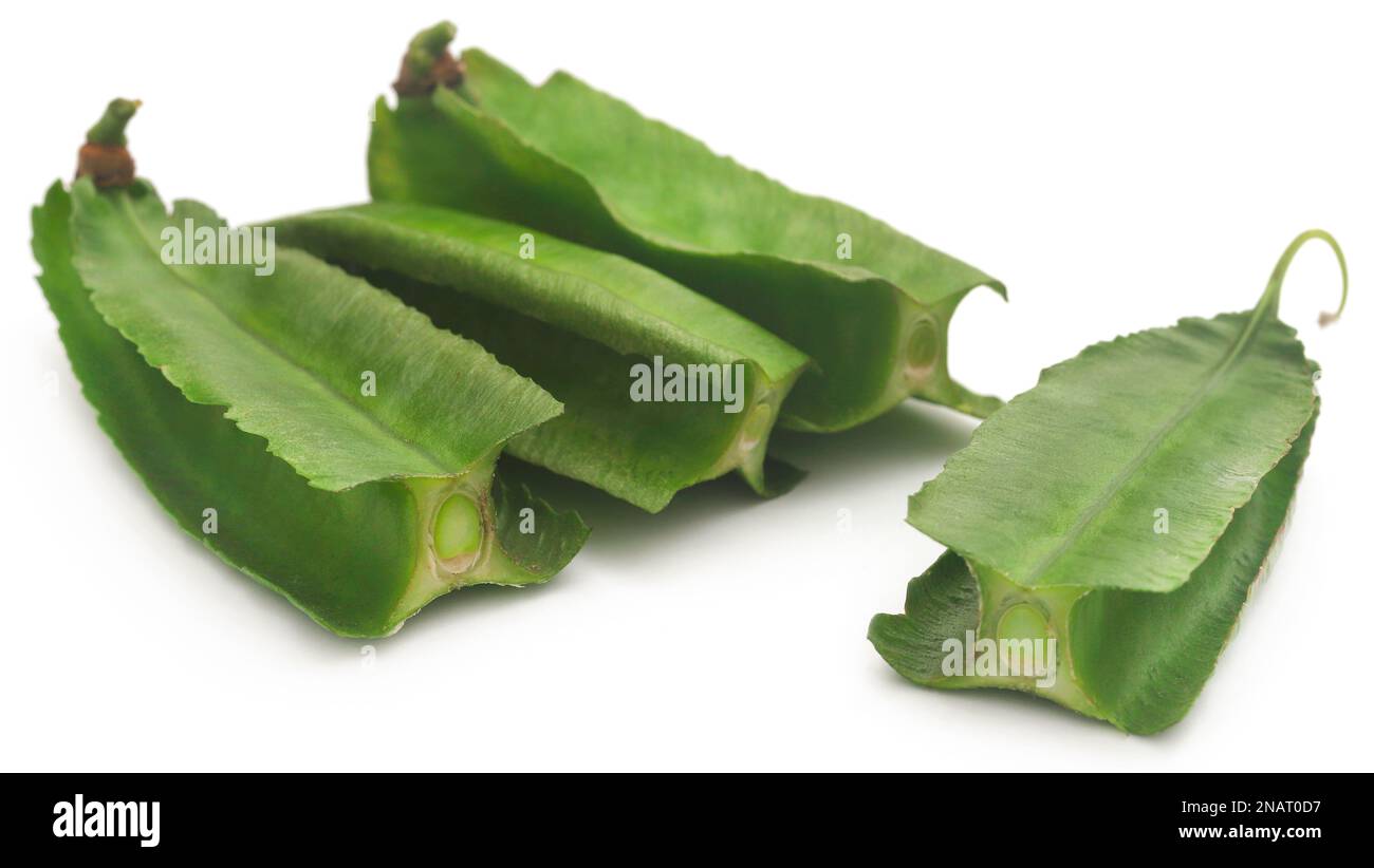 Winged bean fresh and organic over white background Stock Photo - Alamy