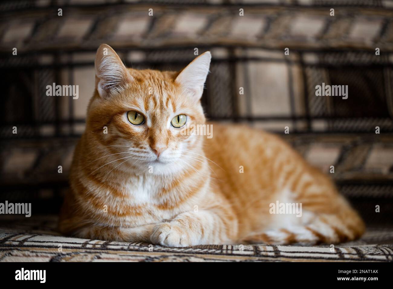 Beautiful ginger cat lies on hi-res stock photography and images - Alamy