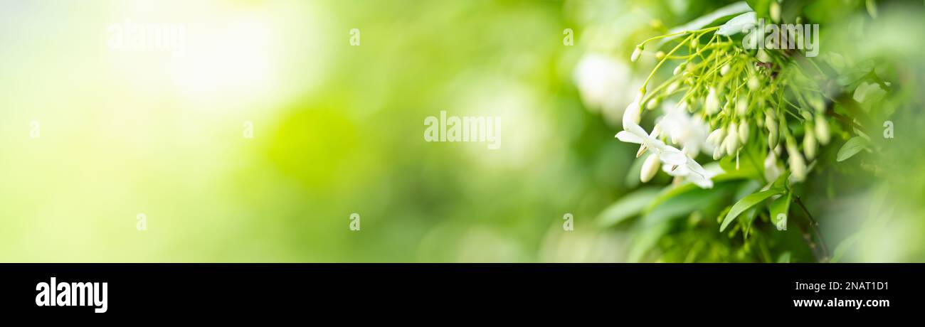 Closeup of pollen of white flower on blurred green background under ...