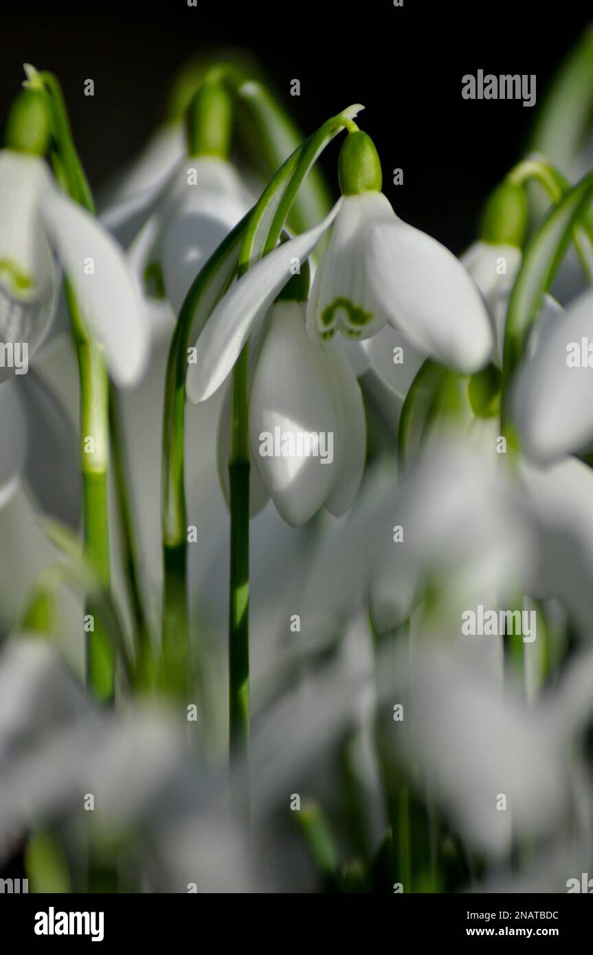 Common Snowdrops (Galanthus nivalis) in the Woodland walk at Burton ...