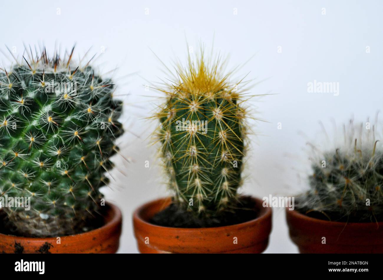 A trio of miniature cactus grown in individual terracotta pots set ...