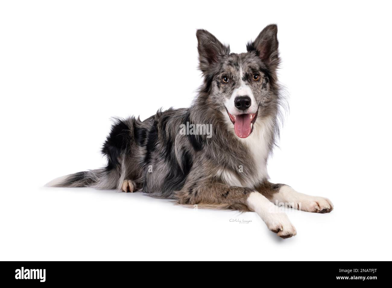 Young adult blue merle Border Collie dog, laying down side ways on edge ...