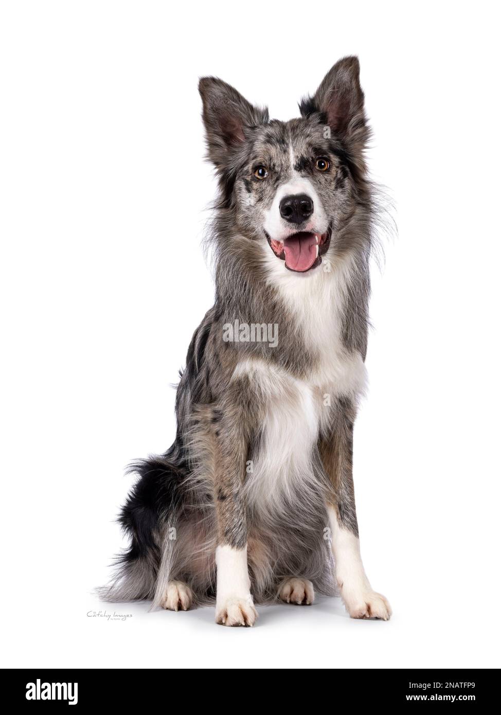 Young adult blue merle Border Collie dog, sitting up facing front ...