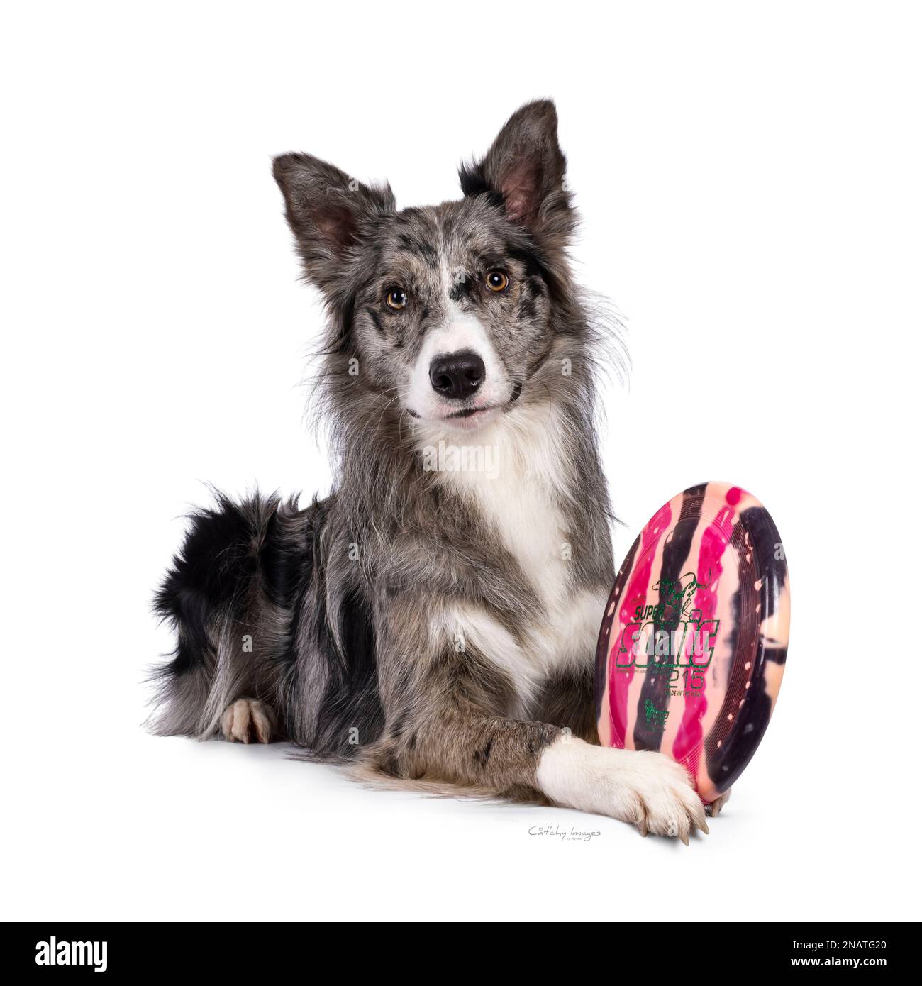 Young adult blue merle Border Collie dog, laying down holding frisbee ...