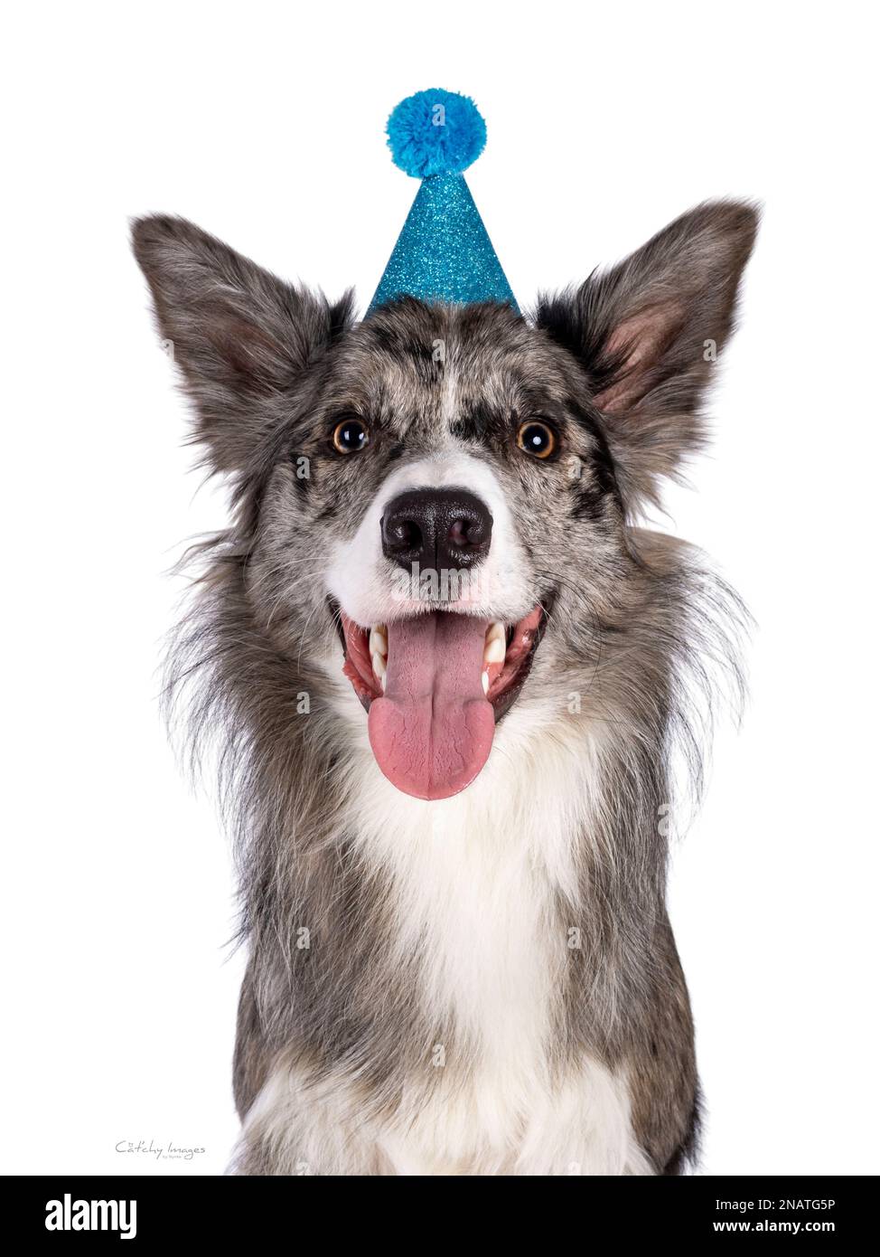 Funny head shot of young adult blue merle Border Collie dog, wearing ...