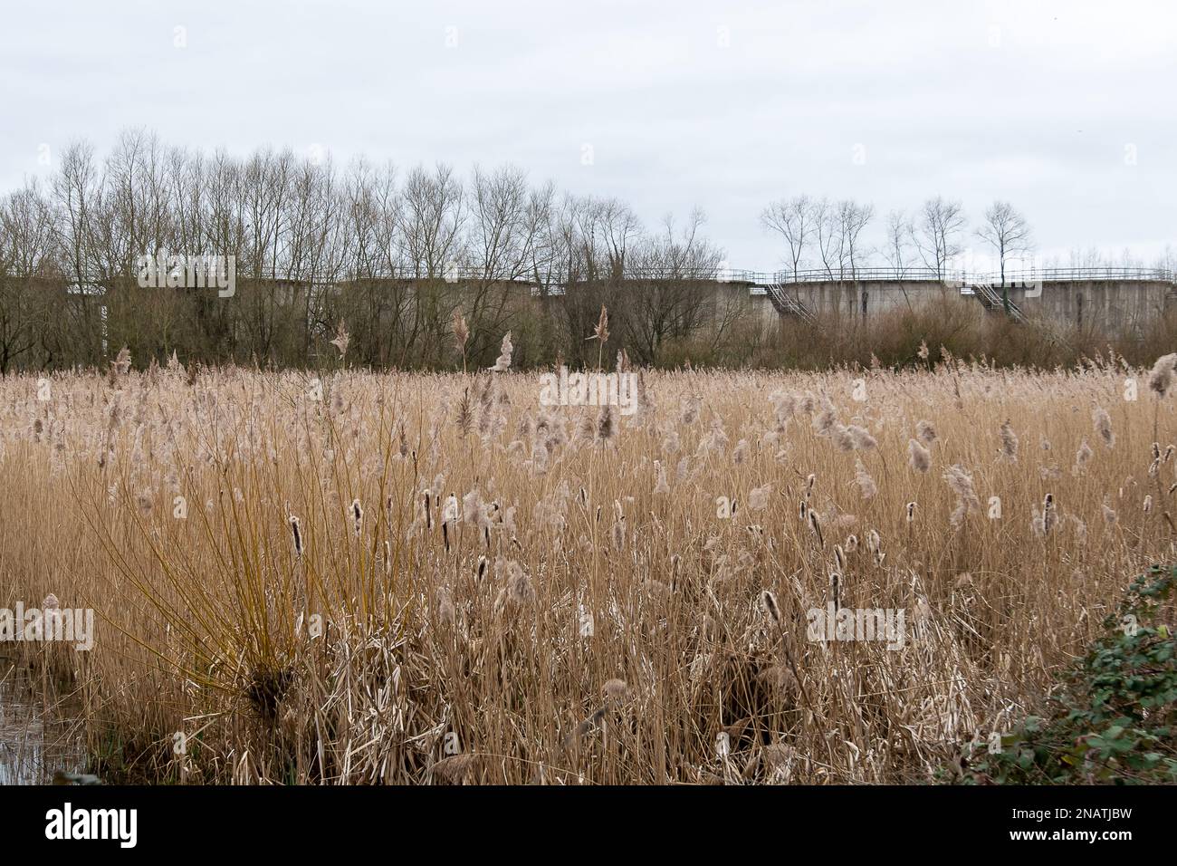 Maple Cross, Hertfordshire, UK. 12th February, 2023. It has been ...