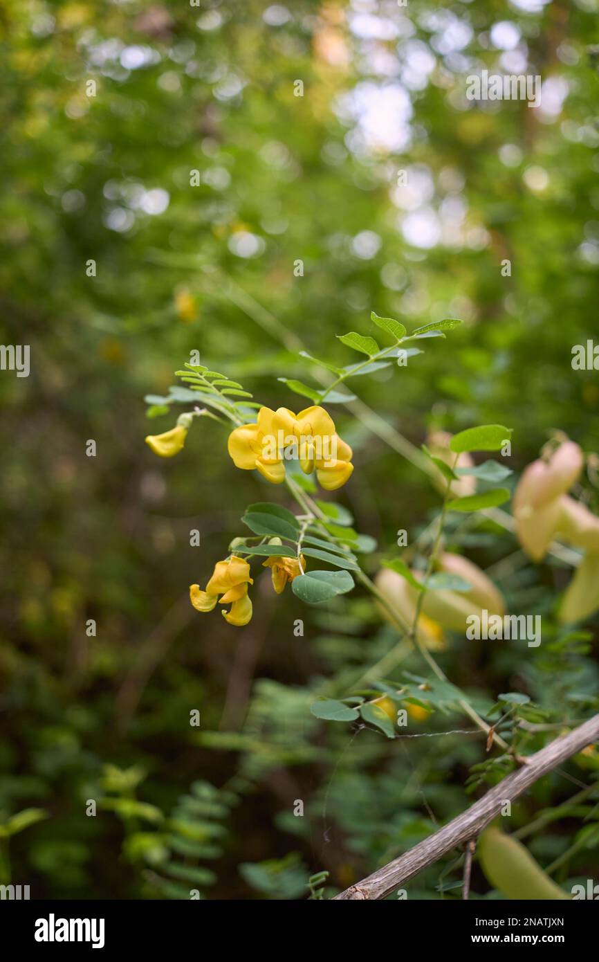 Colutea arborescens flower and fruit close up Stock Photo - Alamy