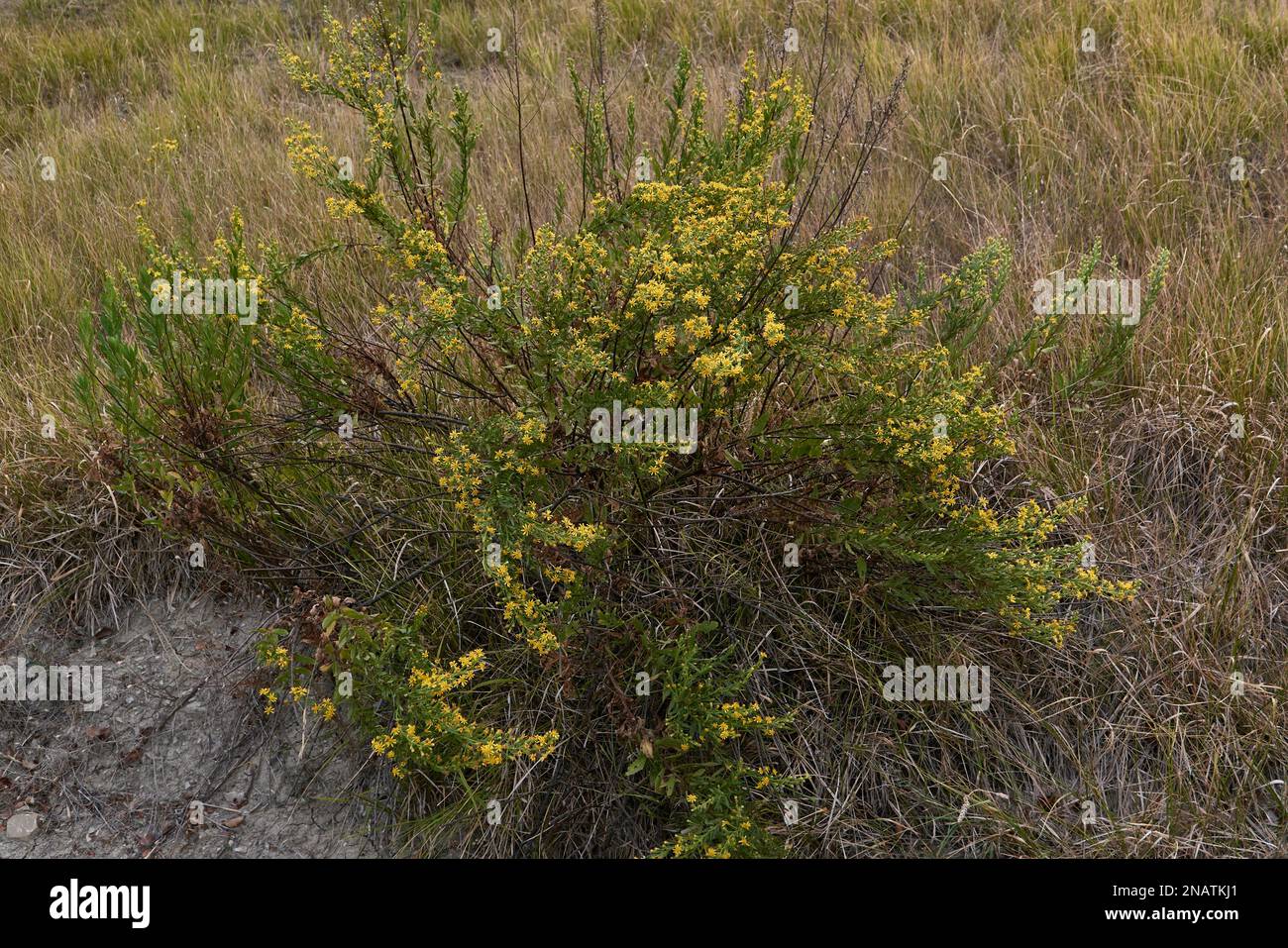 Plant with yellow green sticky leaves hi-res stock photography and ...