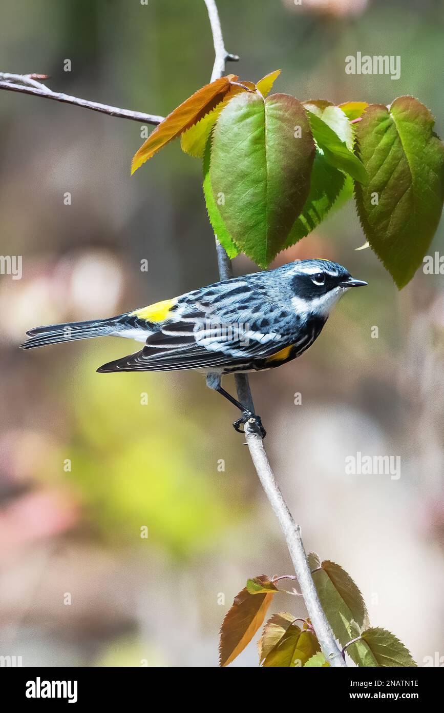 Male Yellow-rumped warbler during spring migration Stock Photo - Alamy