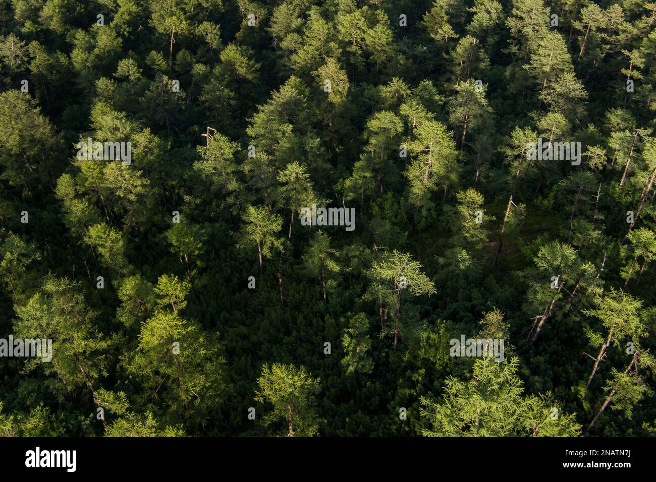 Top of trees looking down from drone Stock Photo - Alamy