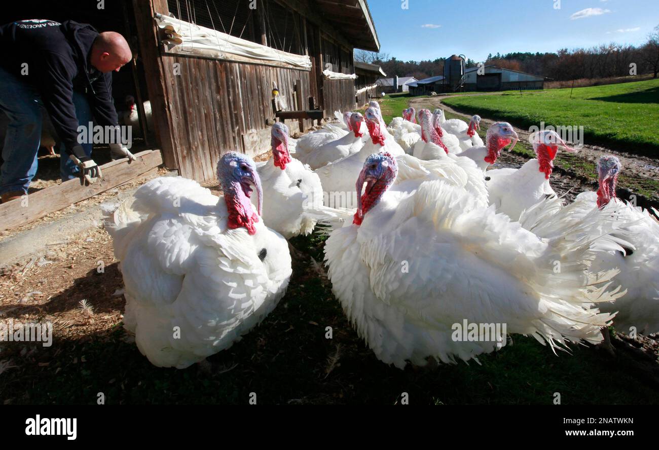 Jamie Rischer places a board on the jam of a barn door as breeding tom ...