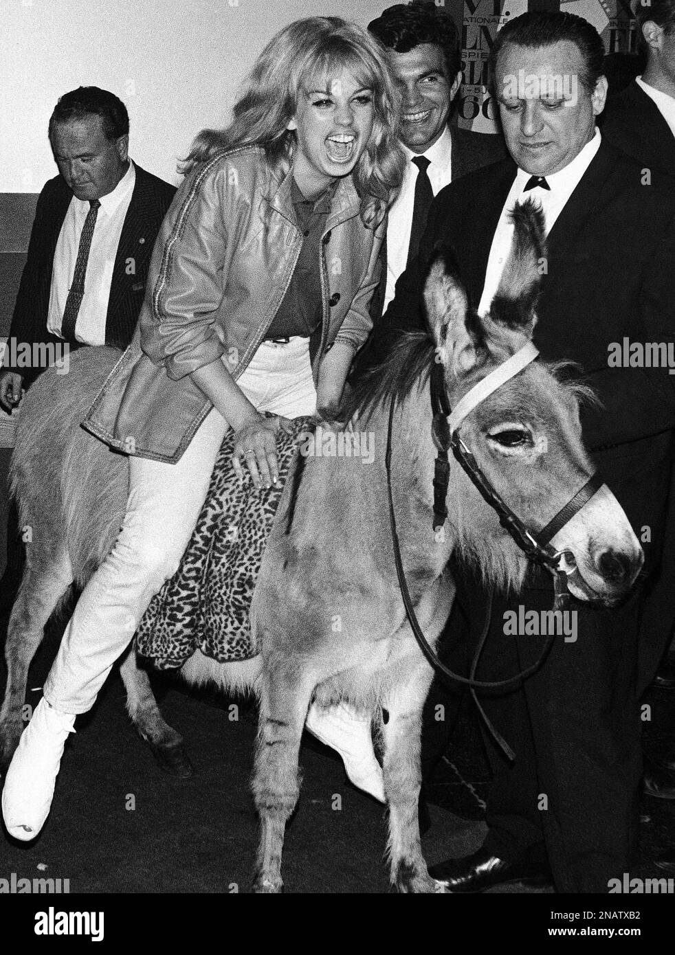 Austrian actress Barbara Valentin, laughing while riding a donkey ...
