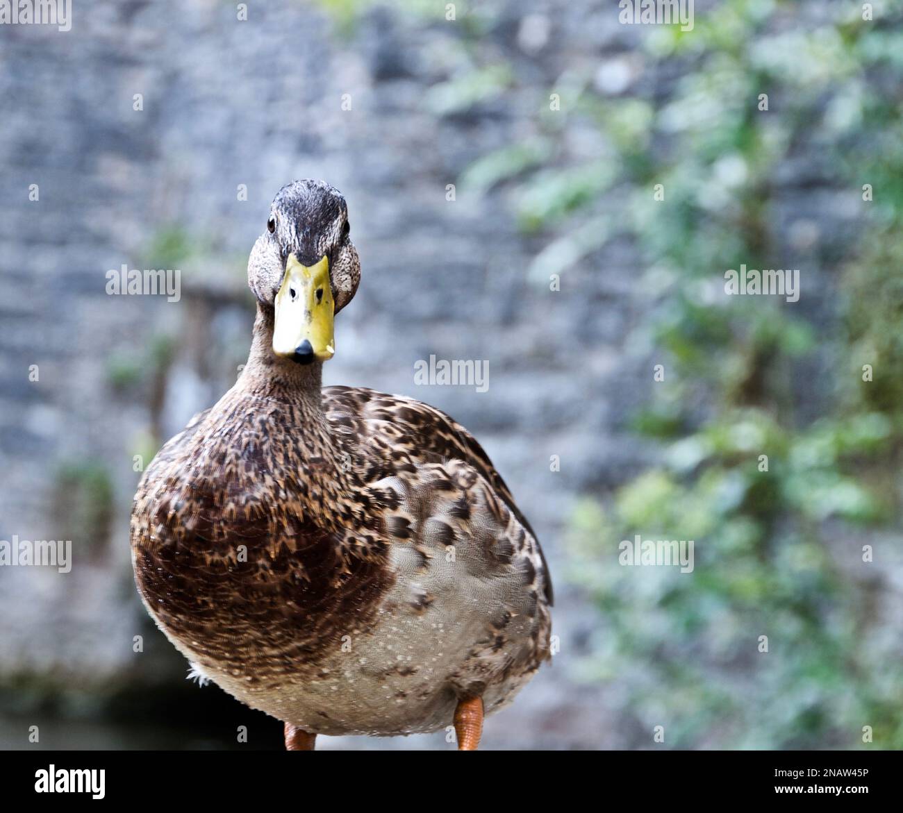 Male Mallard Duck staring into the camera lens Stock Photo - Alamy