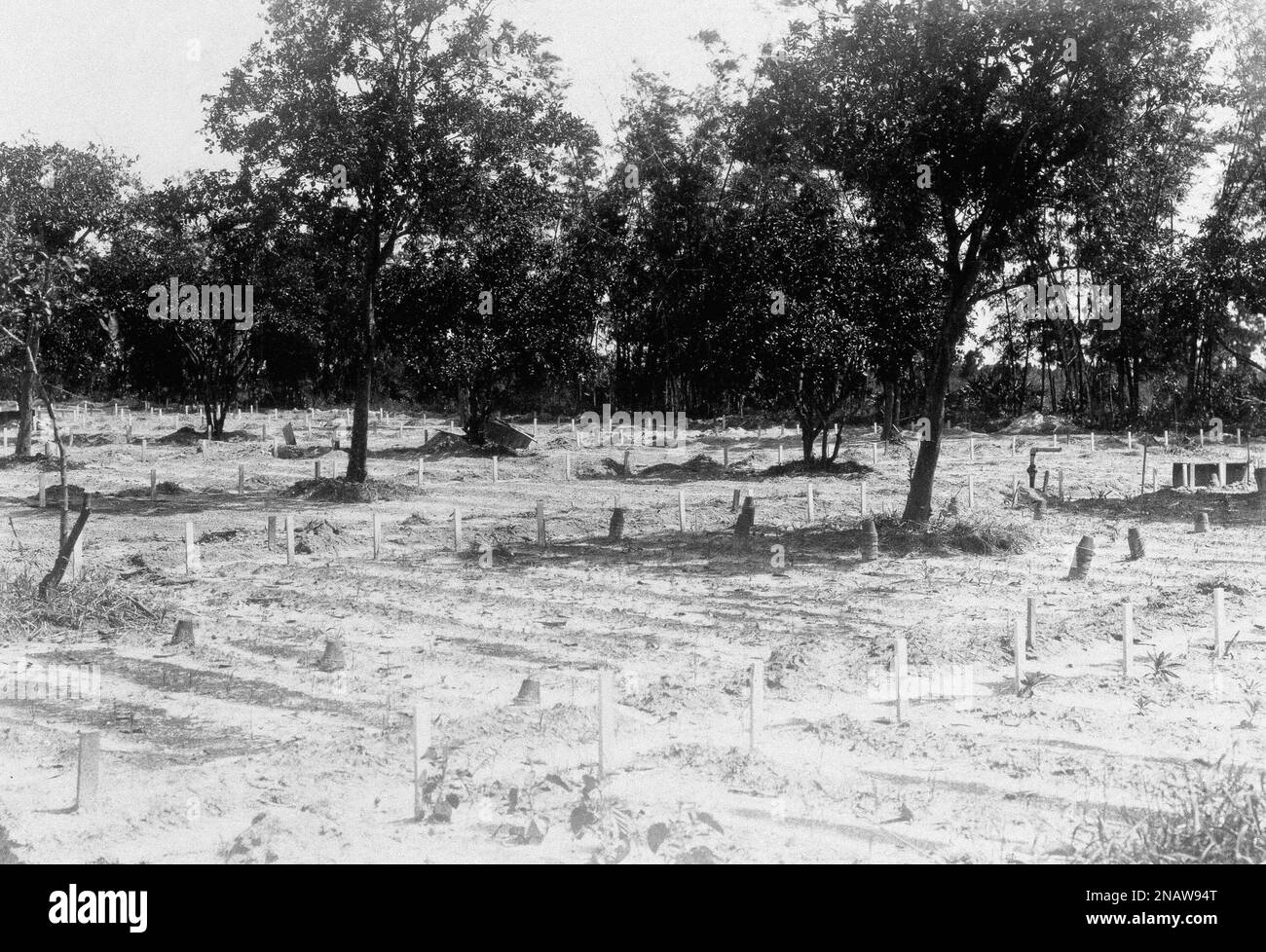 More Seedbeds on the Edison Rubber Experimental plantation in an ...