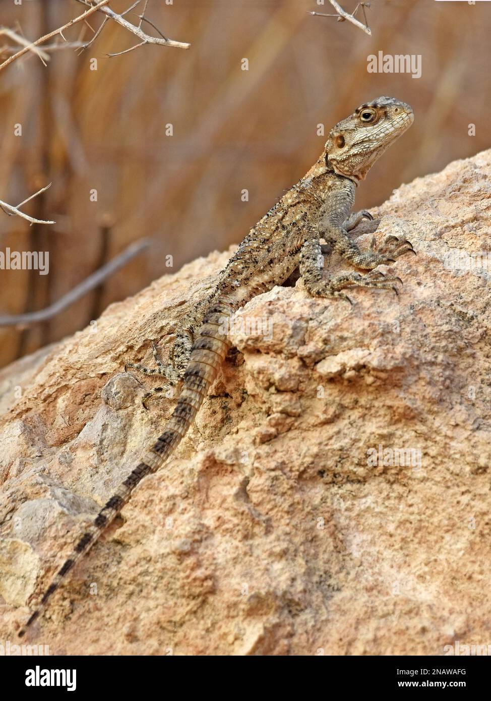 Stellagama stellio, Agama lizard basking on a rock Stock Photo - Alamy
